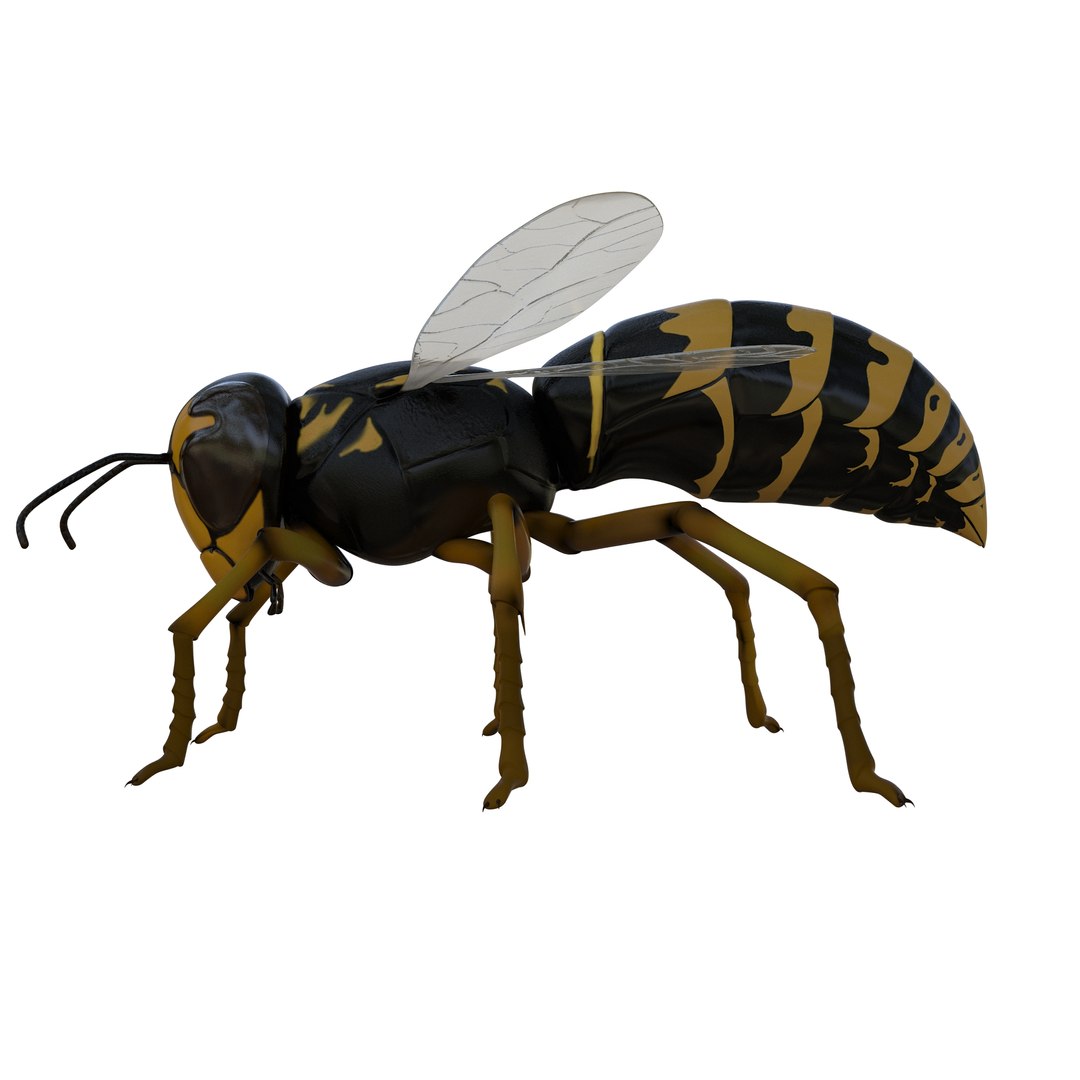 3D wasp rigged - TurboSquid 1311794