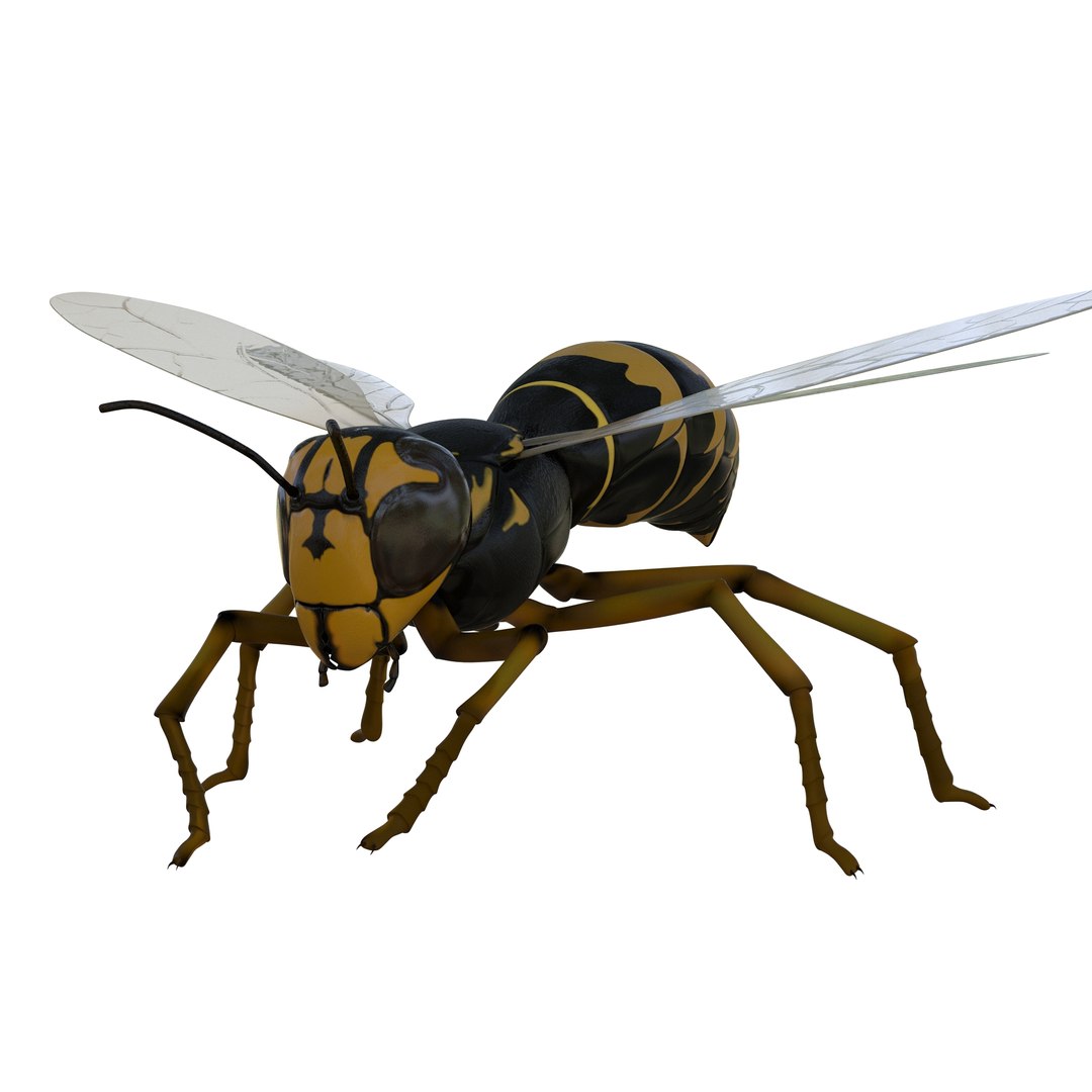 3D wasp rigged - TurboSquid 1311794