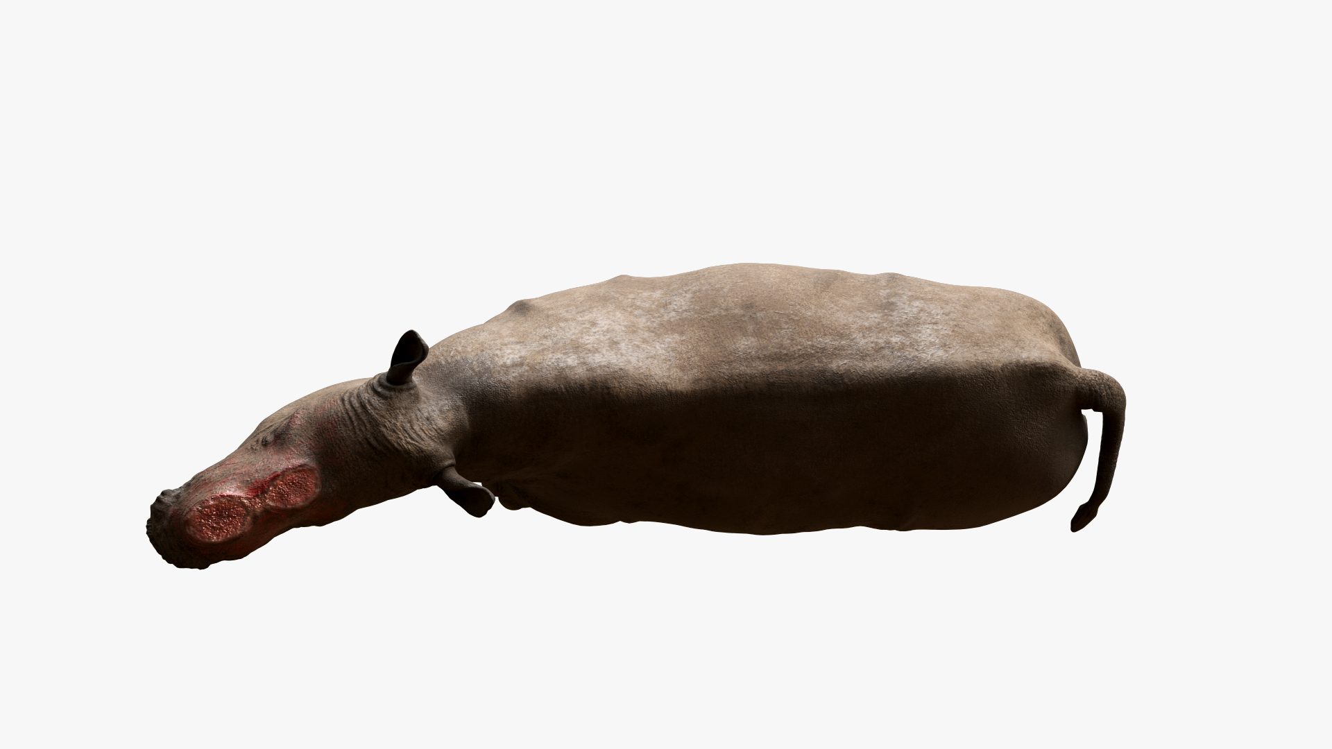 3D Dead Rhino - TurboSquid 1732410
