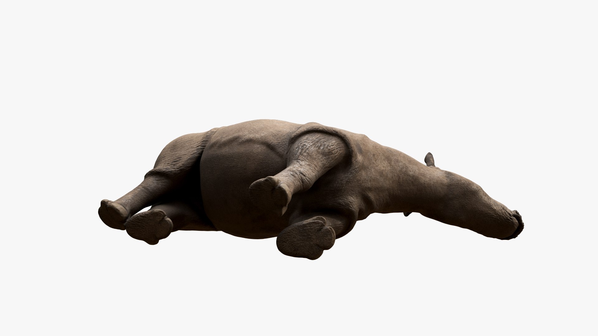 3D Dead Rhino - TurboSquid 1732410