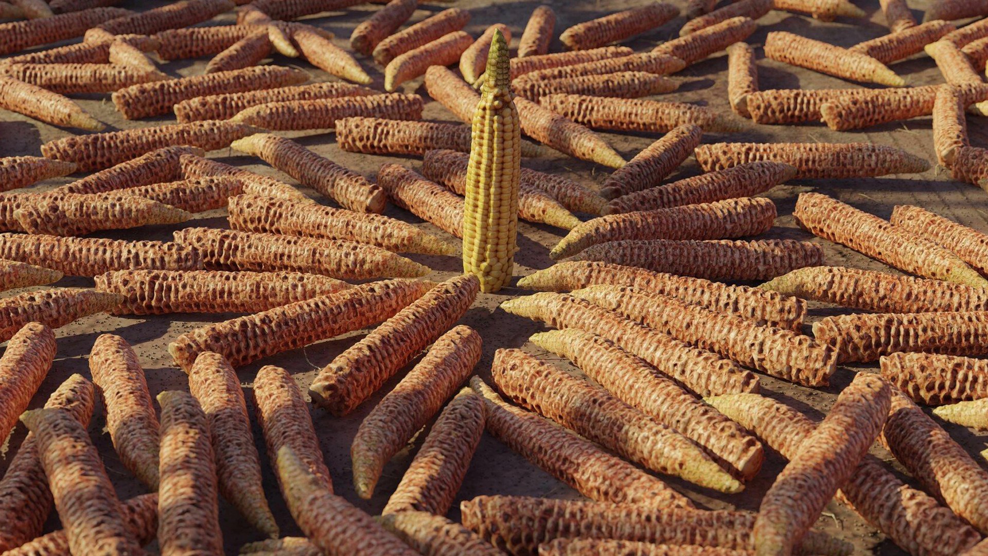 3D Corn Cob Of 3 Types In Different Stages Model - TurboSquid 1774902