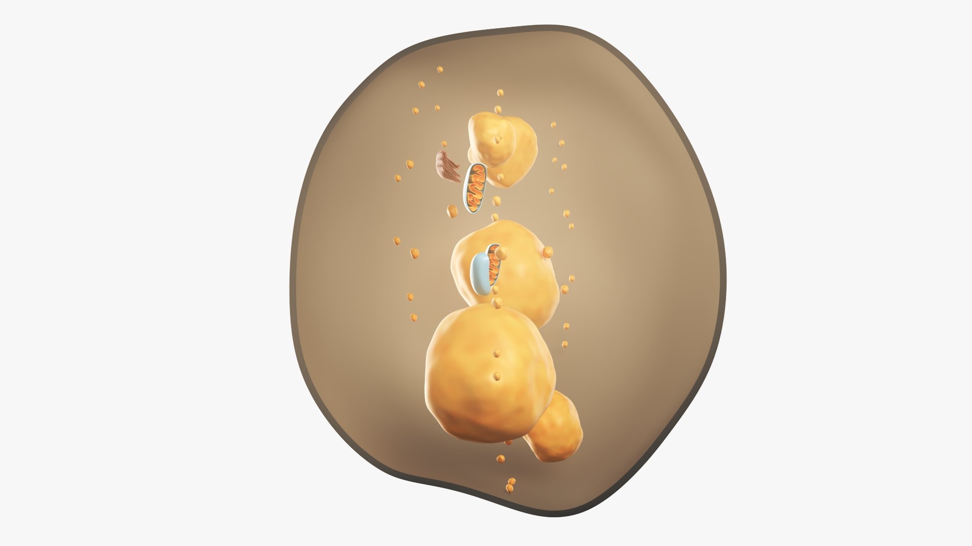 Beige Fat Cell 3D Model - TurboSquid 2249831