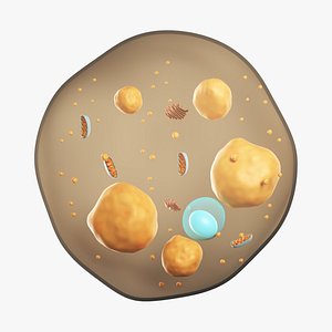 3D Fat Cell Models - Browse & Download Formats - TurboSquid