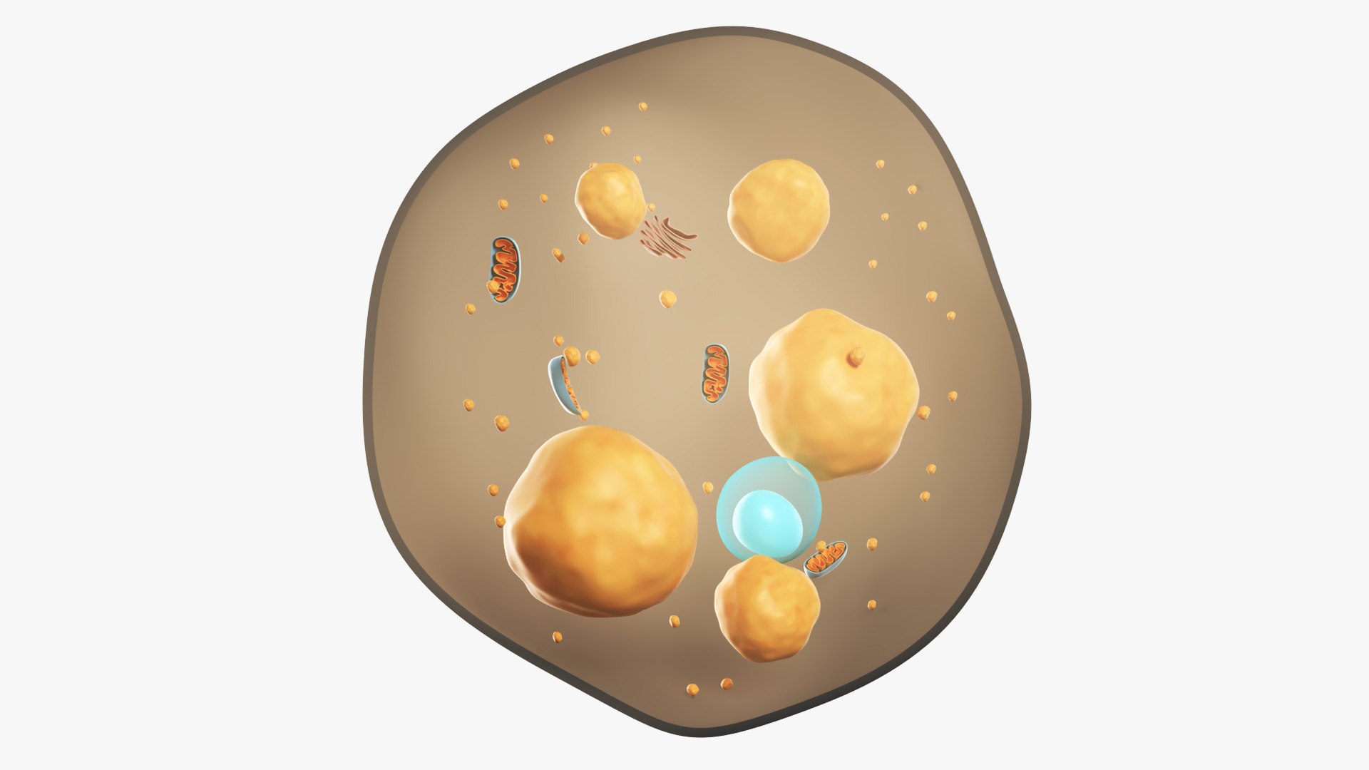 Beige Fat Cell 3D Model - TurboSquid 2249831