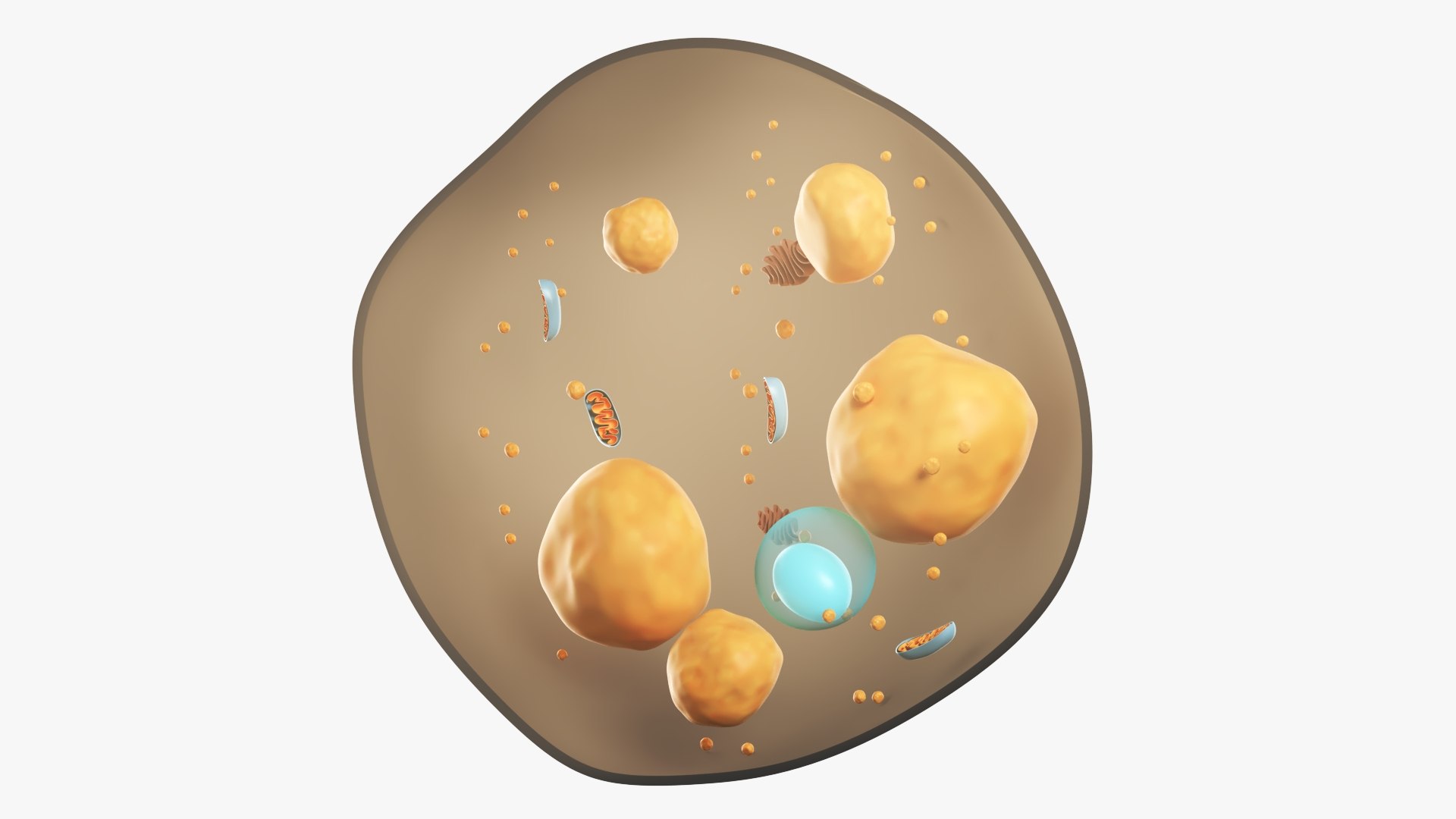 Beige Fat Cell 3D Model - TurboSquid 2249831