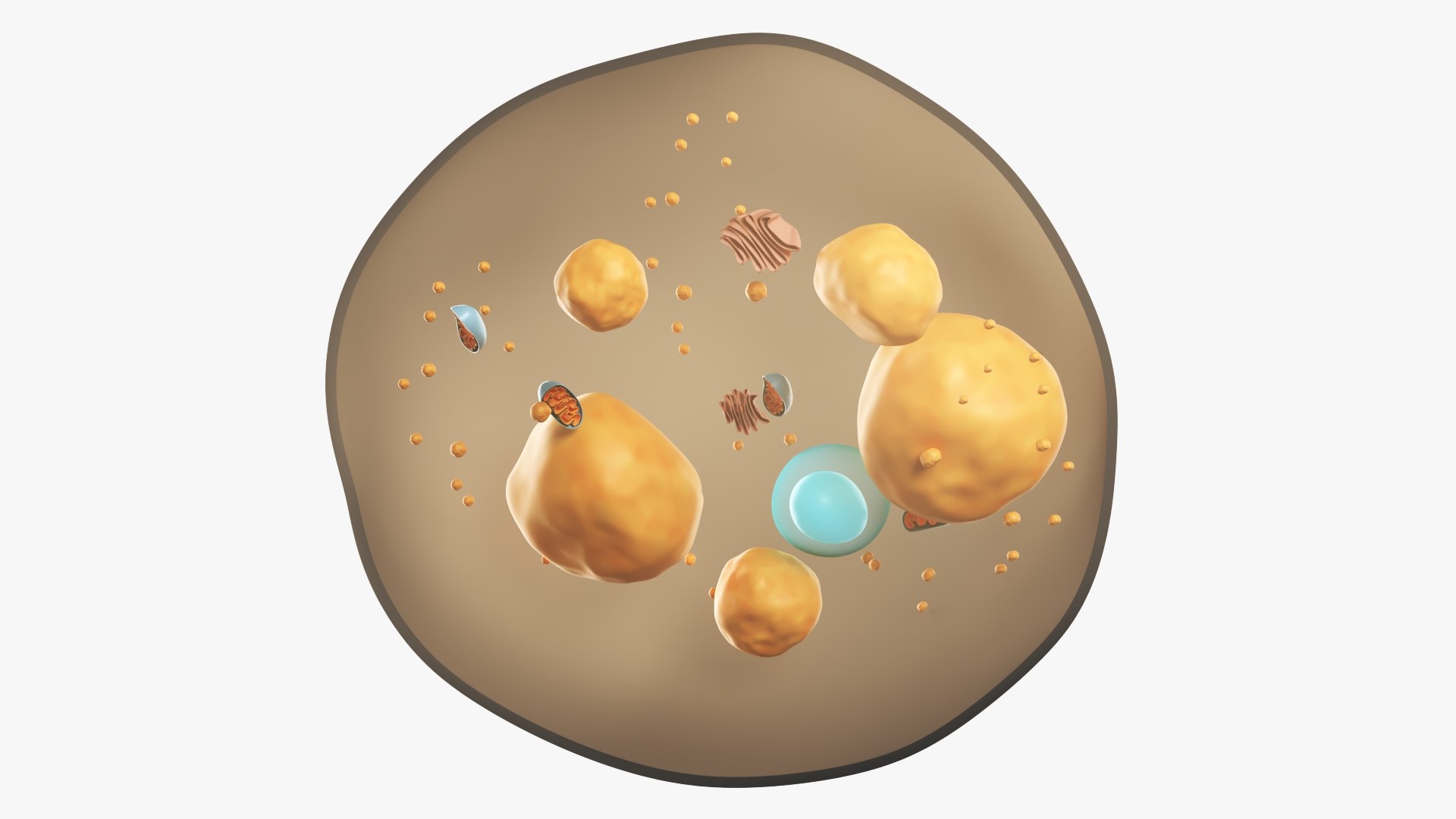 Beige Fat Cell 3D Model - TurboSquid 2249831