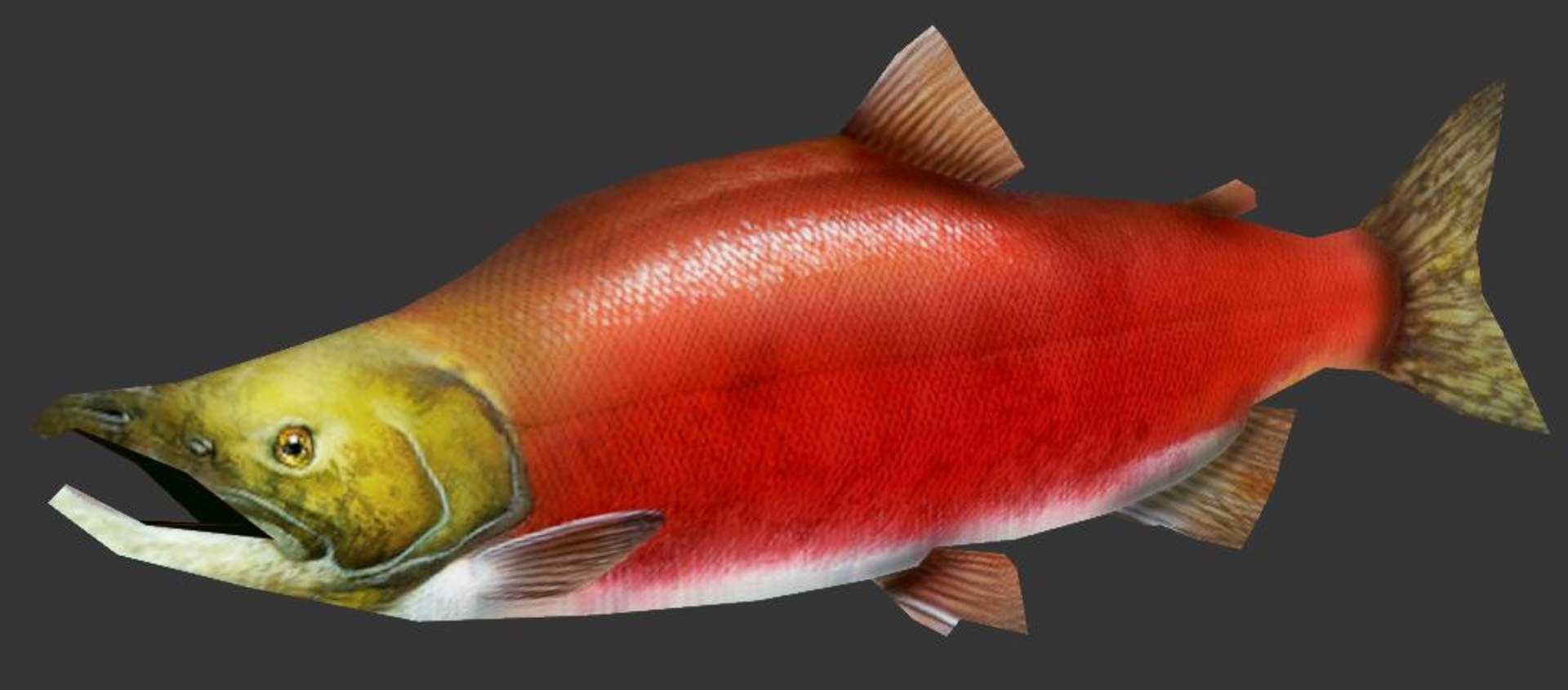 Sockeye Salmon 3D Model - TurboSquid 1416081