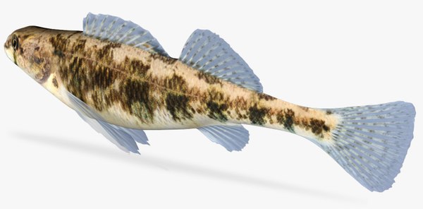 3d model etheostoma luteovinctum redband darter
