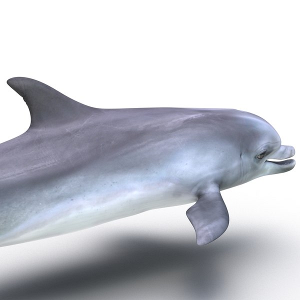 3D Maya Dolphin Rigged rig