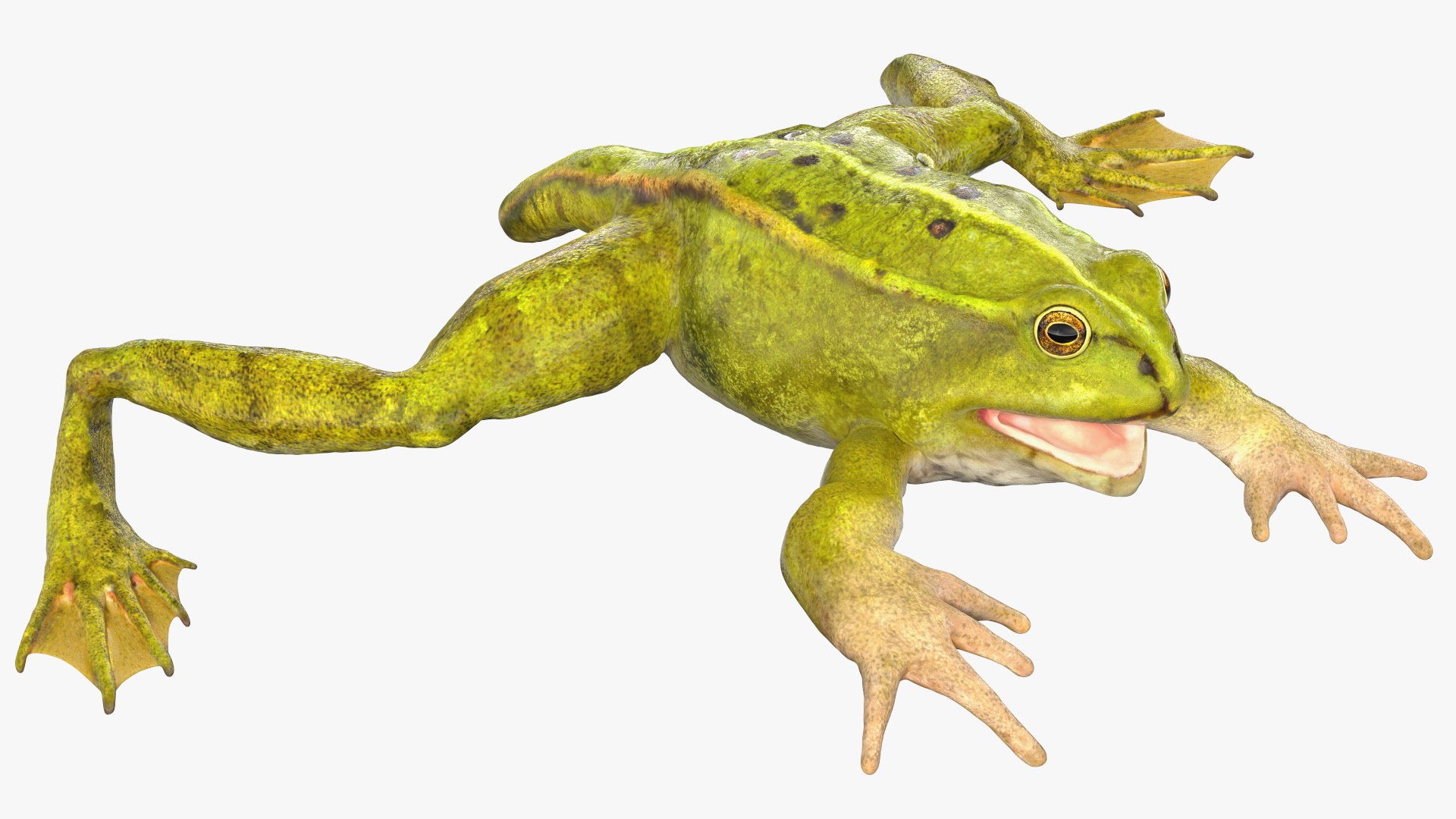 3D Model Froglet Rigged - TurboSquid 1715317