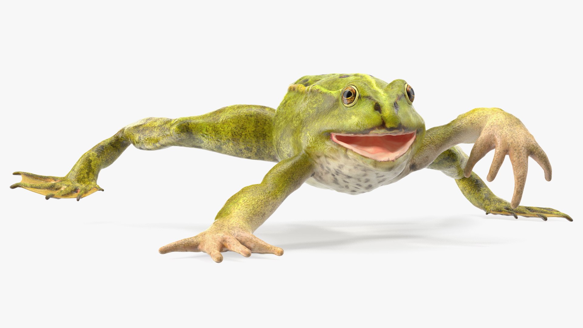 3D Model Froglet Rigged - TurboSquid 1715317