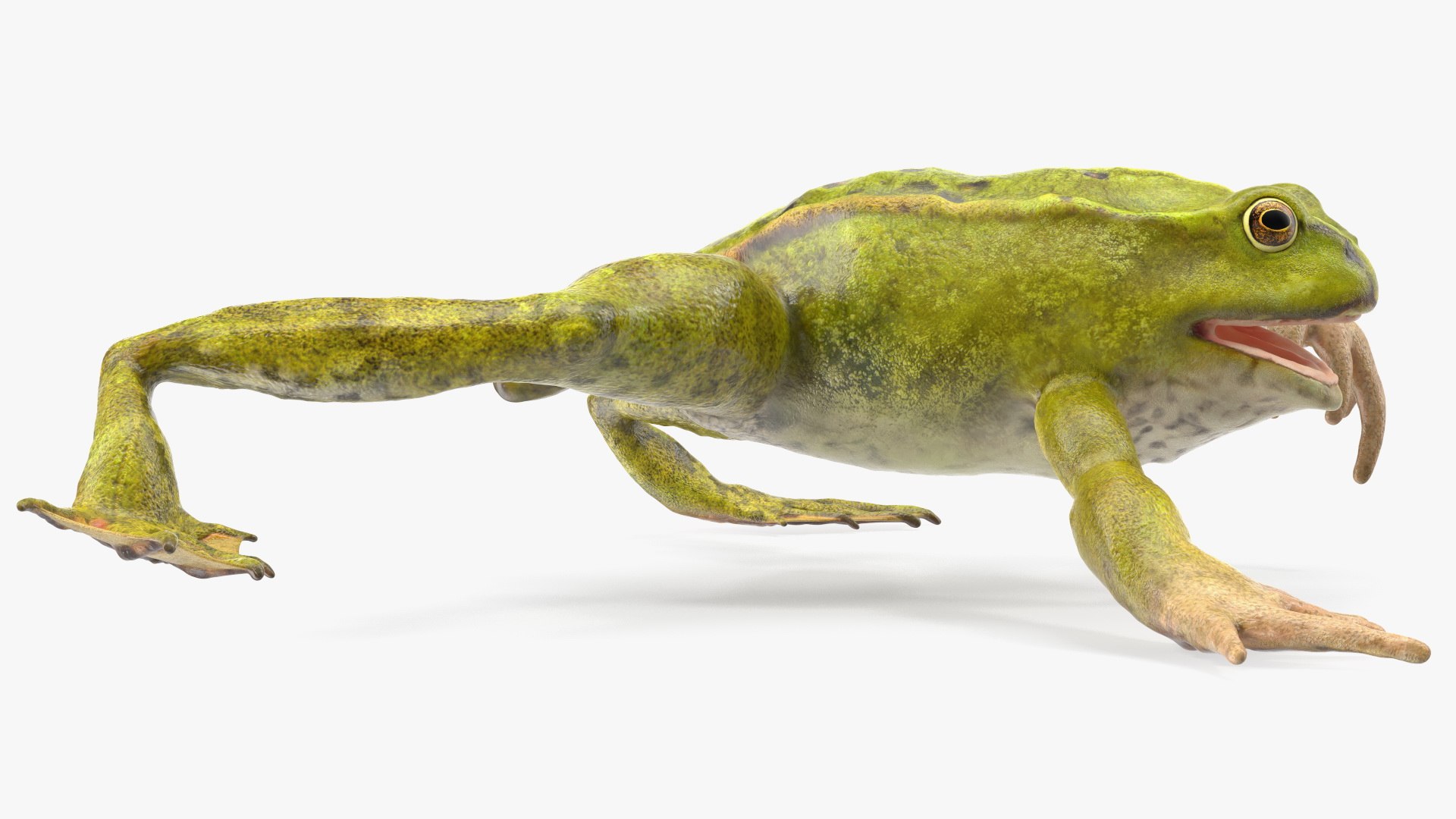 3D Model Froglet Rigged - TurboSquid 1715317