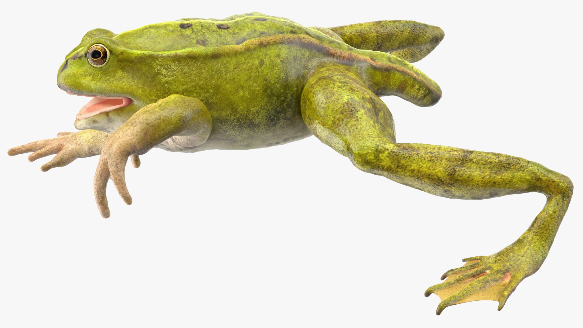 3D Model Froglet Rigged - TurboSquid 1715317