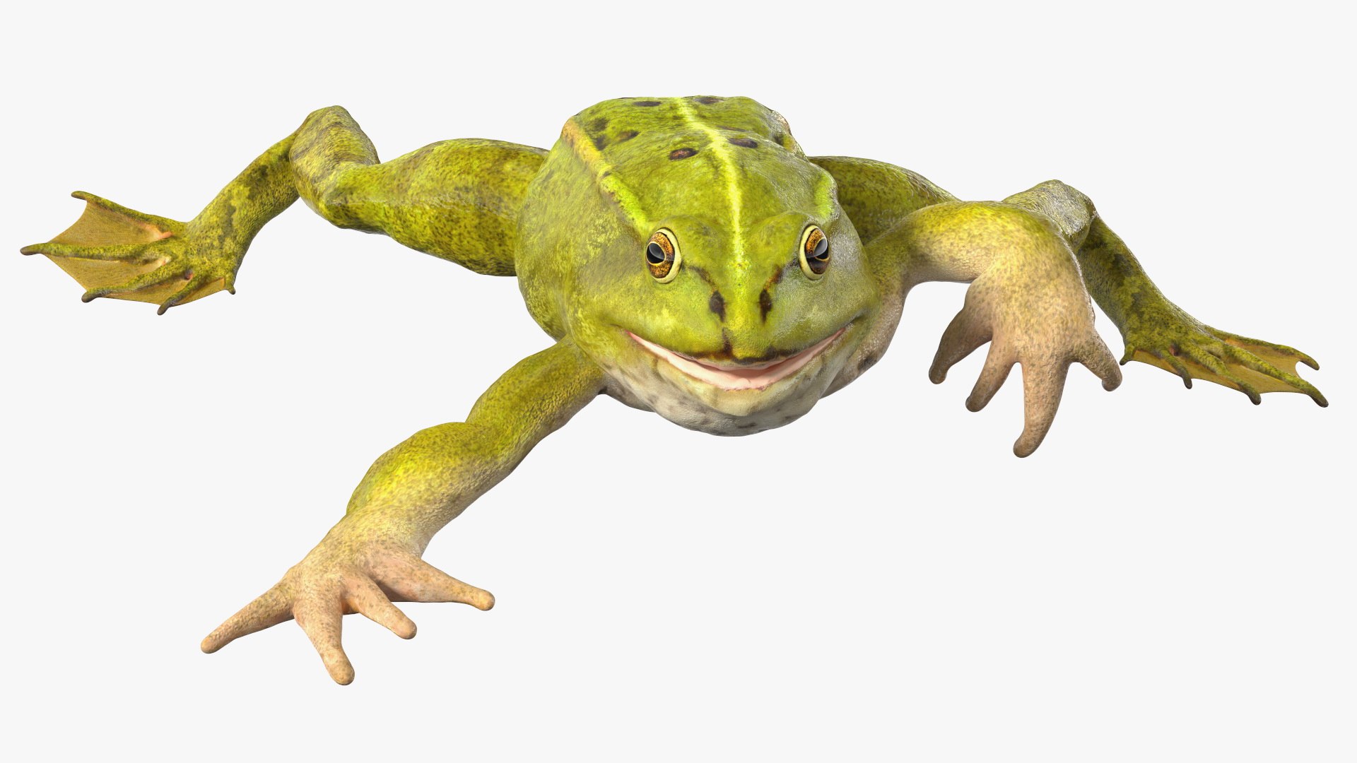3D Model Froglet Rigged - TurboSquid 1715317