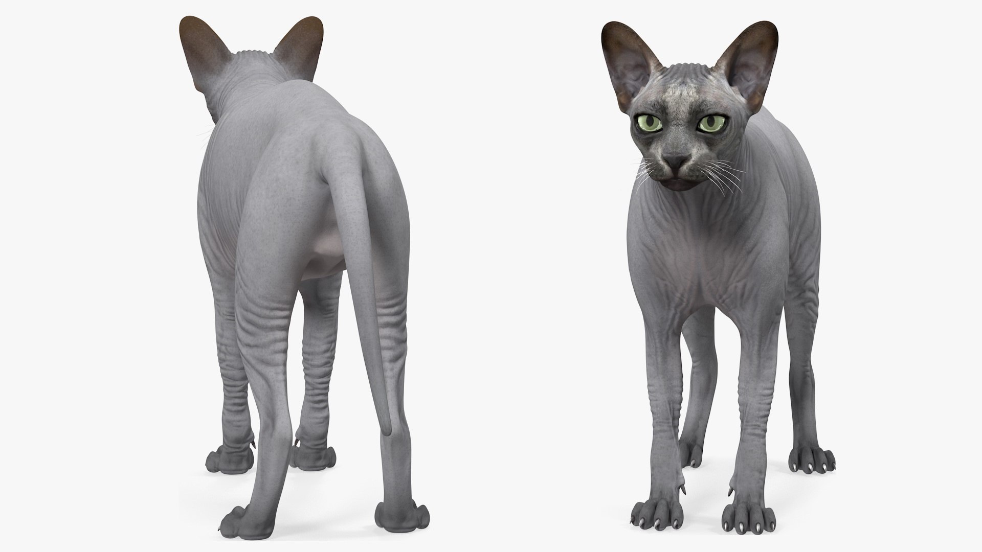 Sphynx Cat Solid Color 3D Model - TurboSquid 1657481