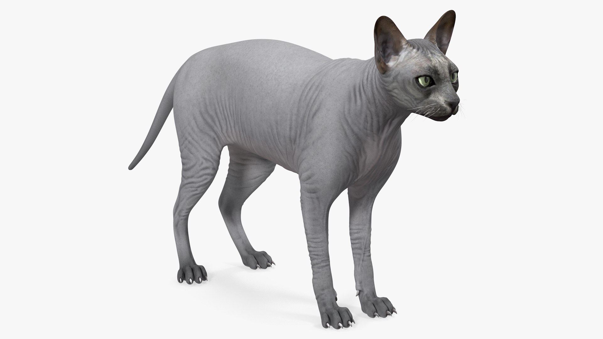 Sphynx Cat Solid Color 3D Model - TurboSquid 1657481