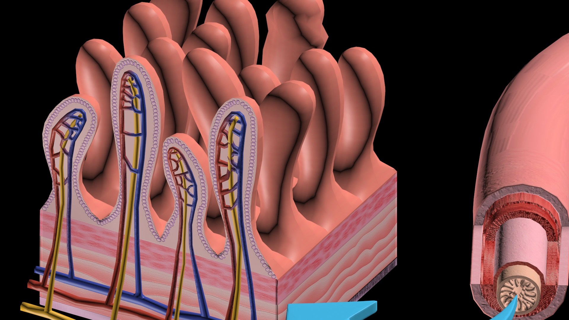 Small Intestine Model 3D Model - TurboSquid 1989921