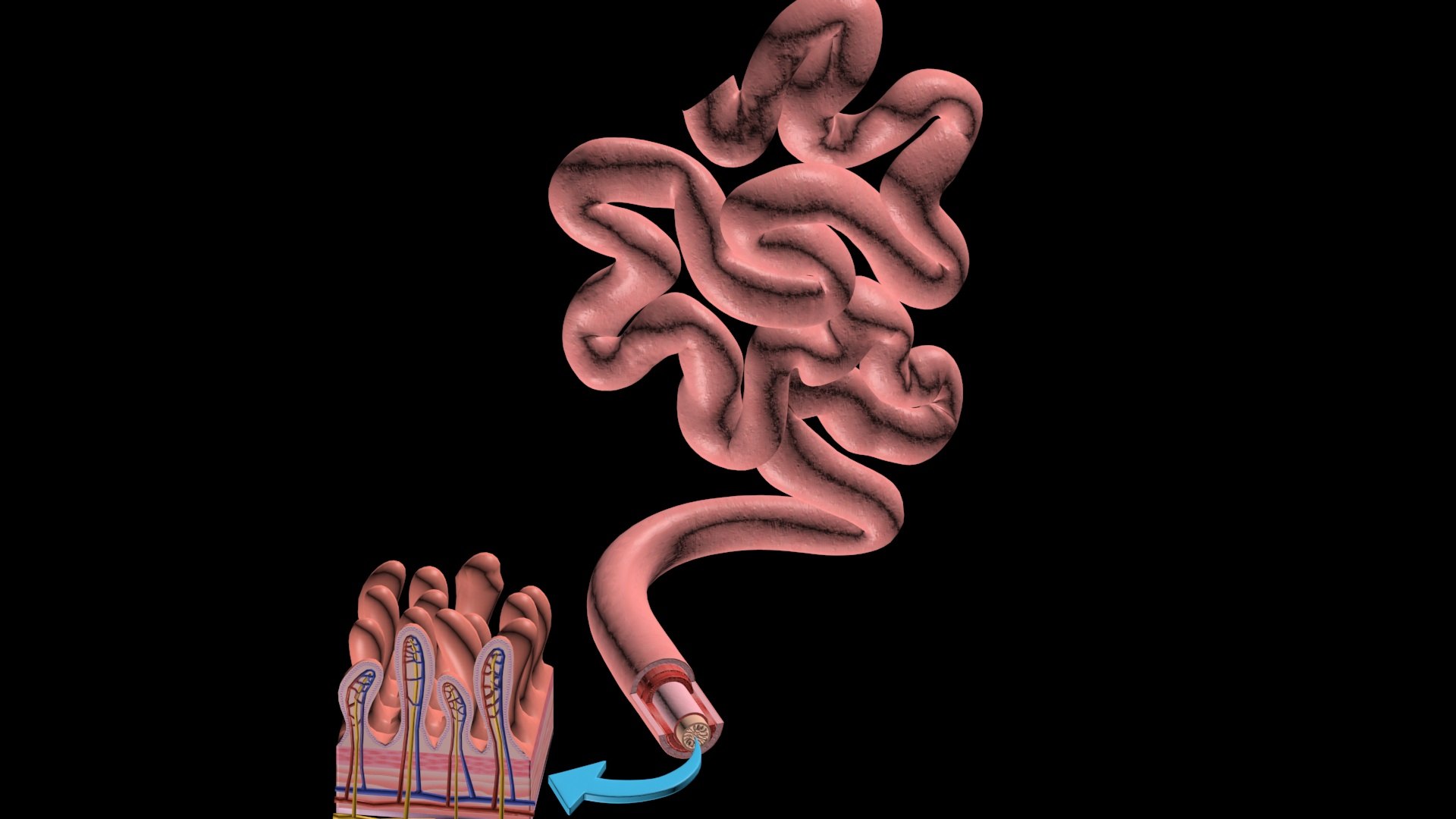 Small Intestine Model 3D Model - TurboSquid 1989921