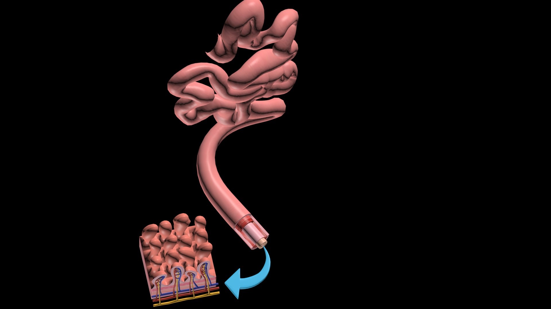 Small Intestine Model 3D Model - TurboSquid 1989921