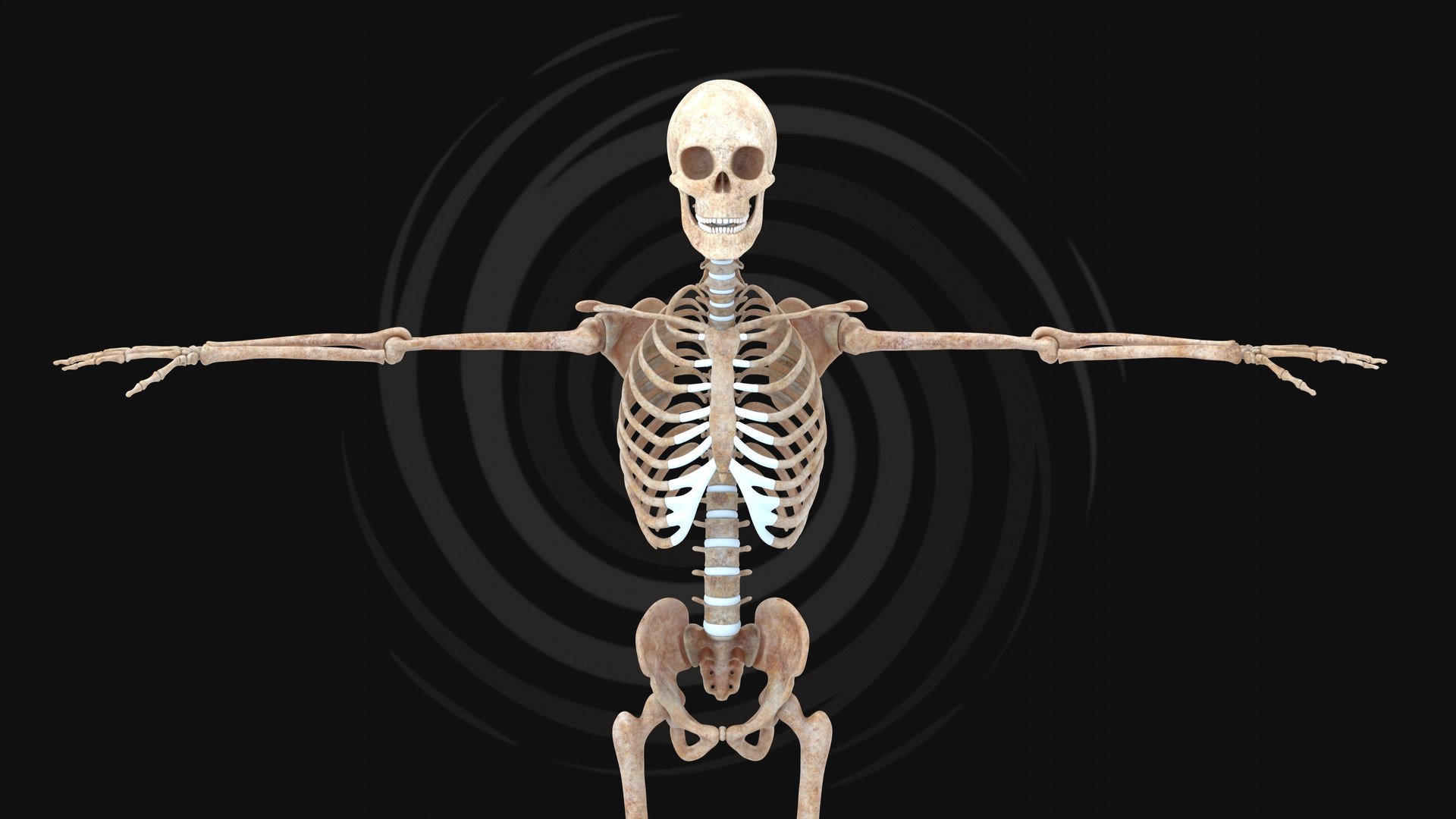 3D 3d Model Realistic Human Skeleton FULLY RIGGED - TurboSquid 2512969