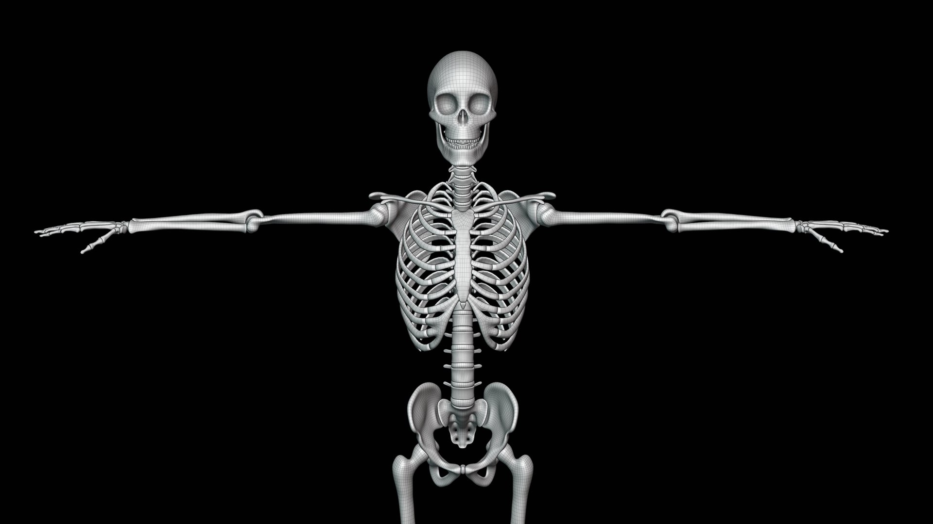 3D 3d Model Realistic Human Skeleton FULLY RIGGED - TurboSquid 2512969