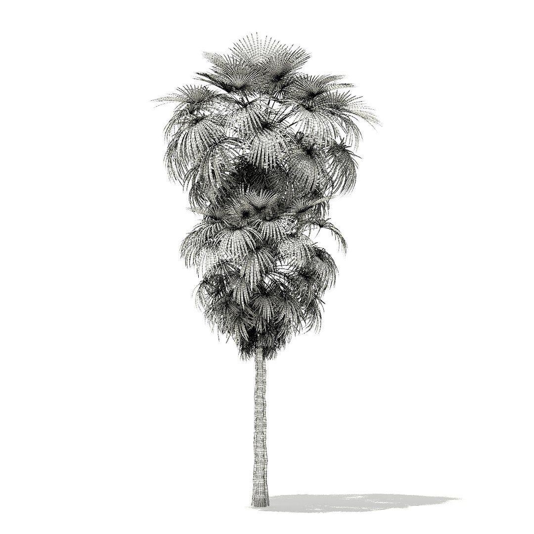 3D California Palm Tree 9 Model - TurboSquid 1354981