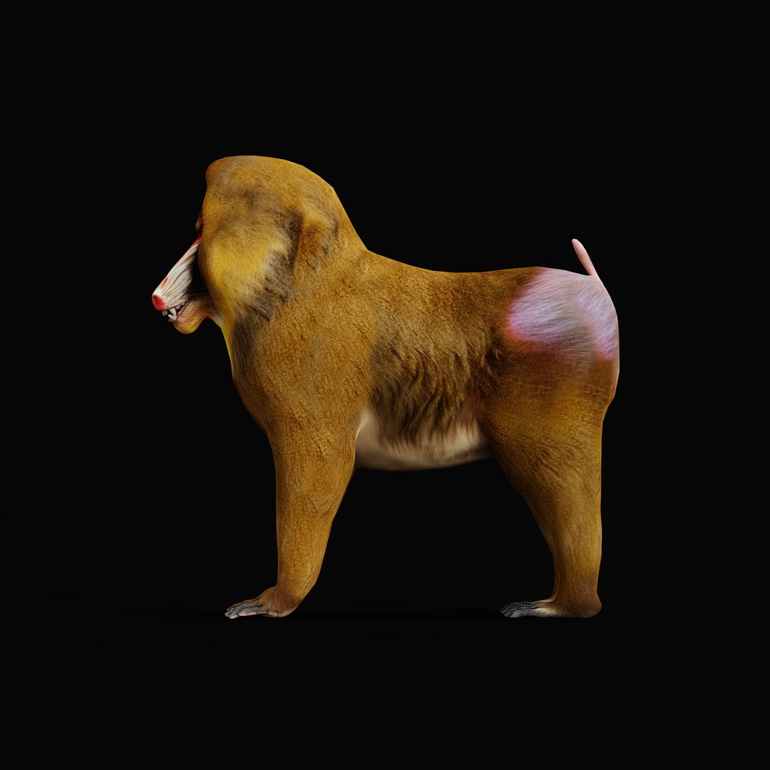 Mandrill Monkey 3D - TurboSquid 2349324