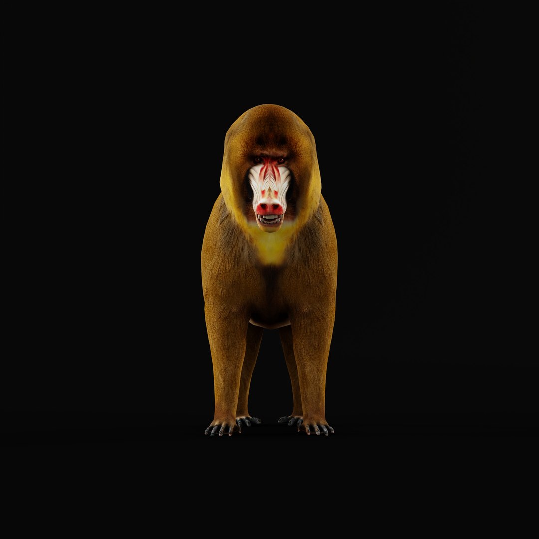 Mandrill Monkey 3D - TurboSquid 2349324