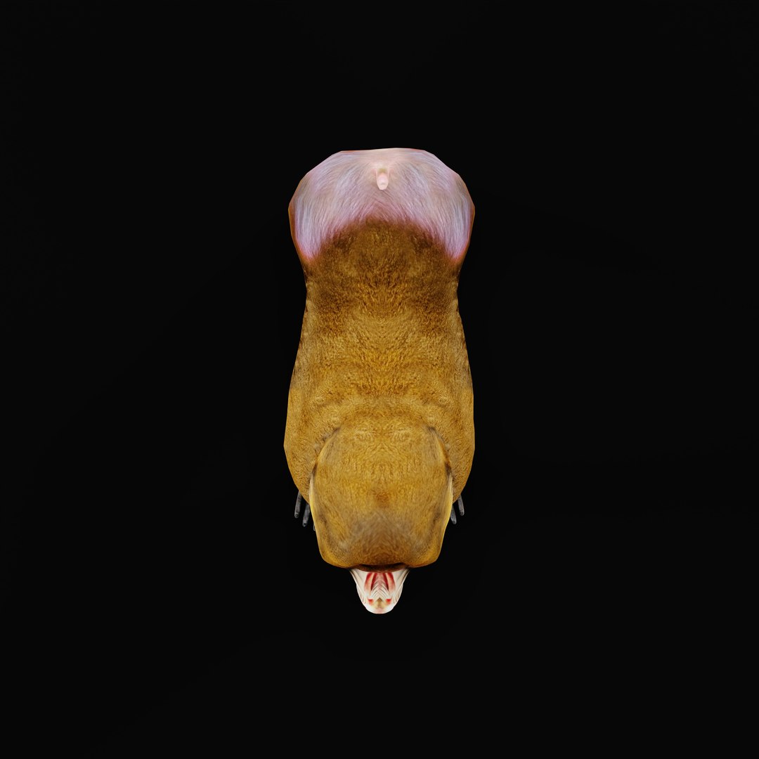 Mandrill Monkey 3D - TurboSquid 2349324