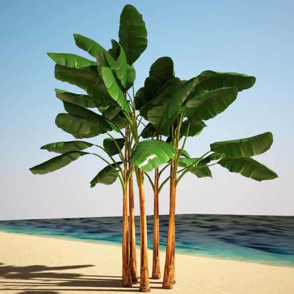 Banana Tree 3D Models for Download | TurboSquid
