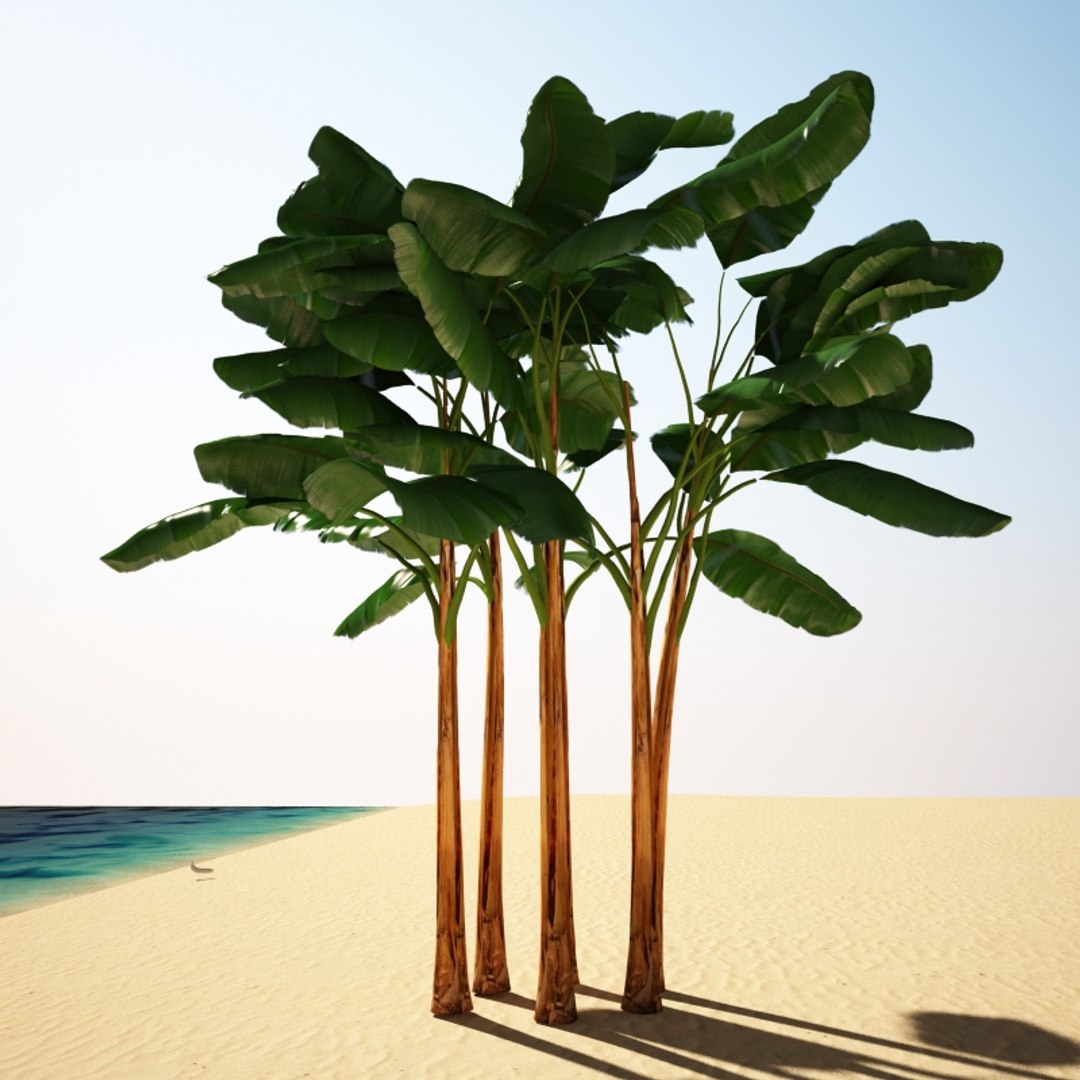 3d Banana Musa Model