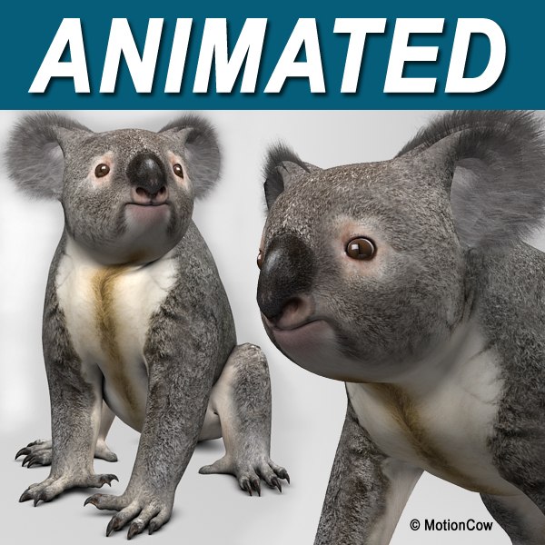 modelo 3d Coala - TurboSquid 576501