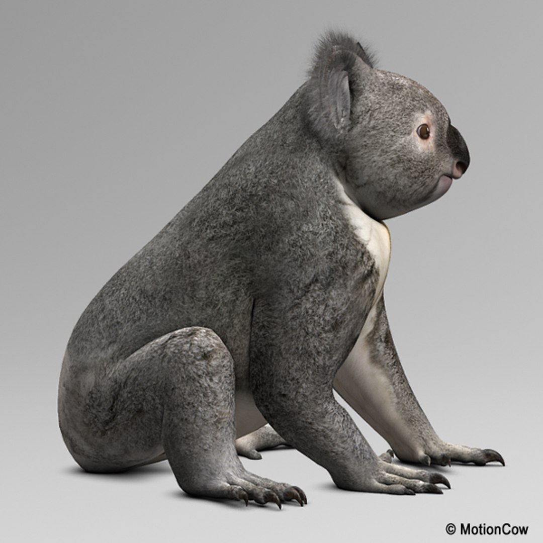 3d Model Realistic Rigged Animation