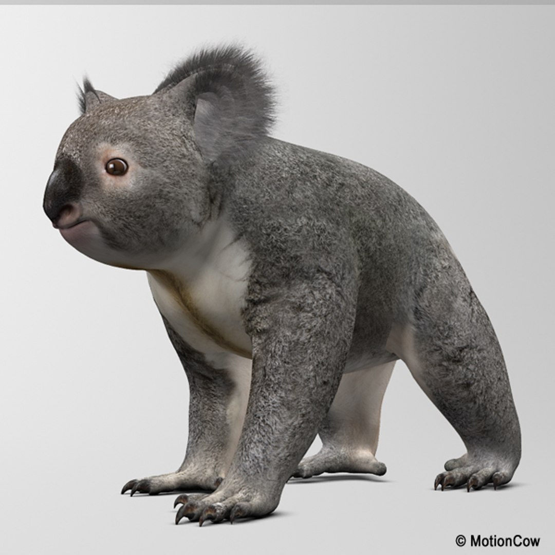 3d Model Realistic Rigged Animation