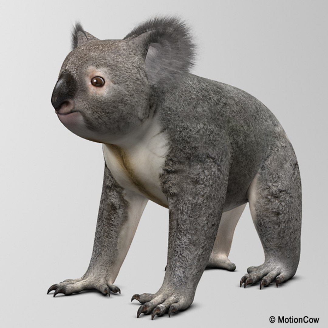 3d Model Realistic Rigged Animation