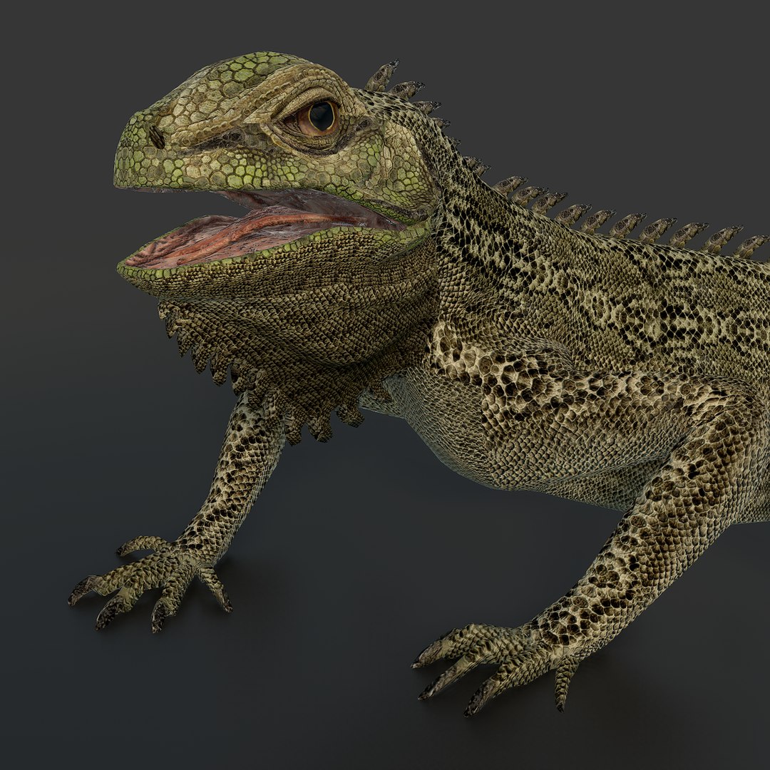 3d iguana rig animation model