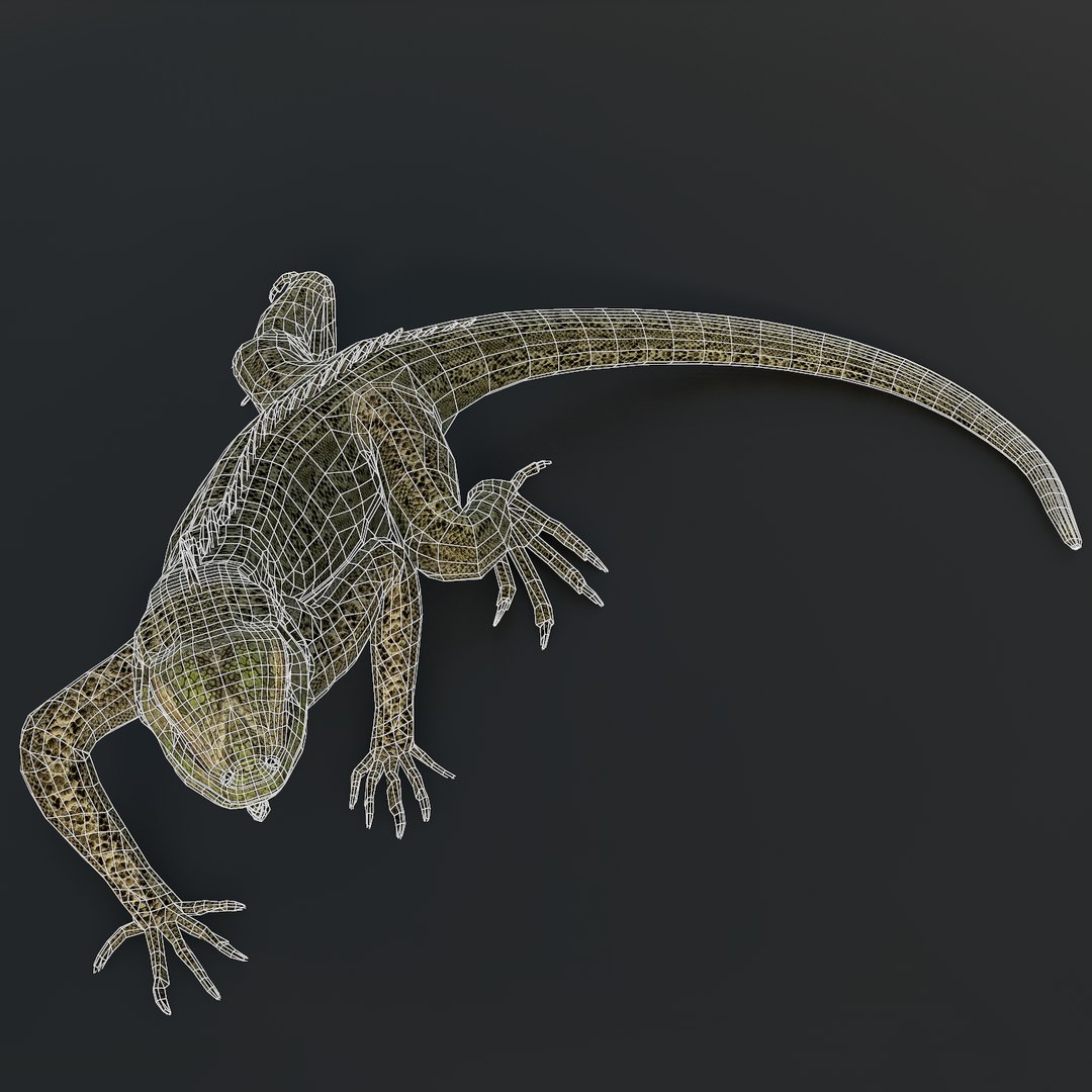 3d iguana rig animation model
