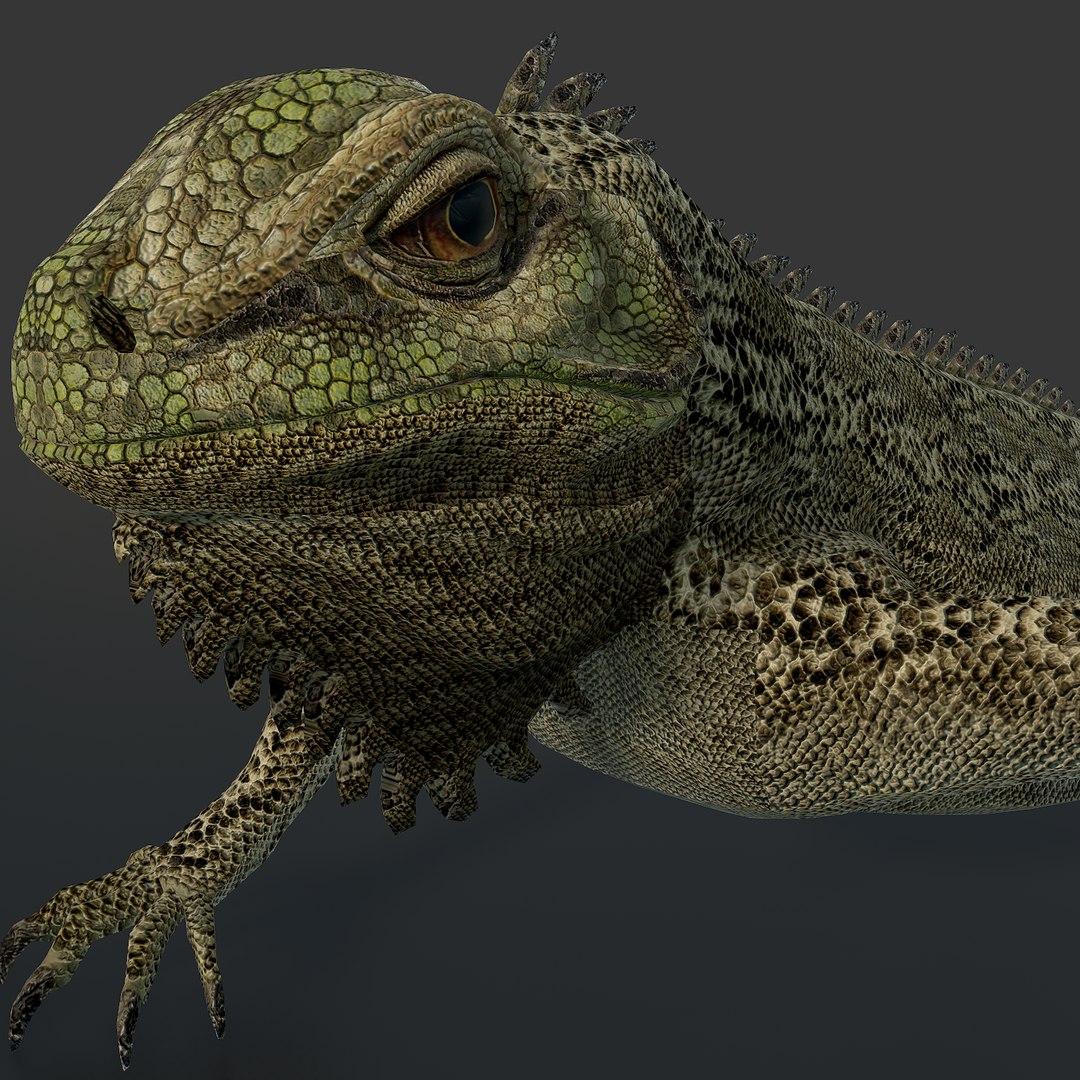 3d iguana rig animation model