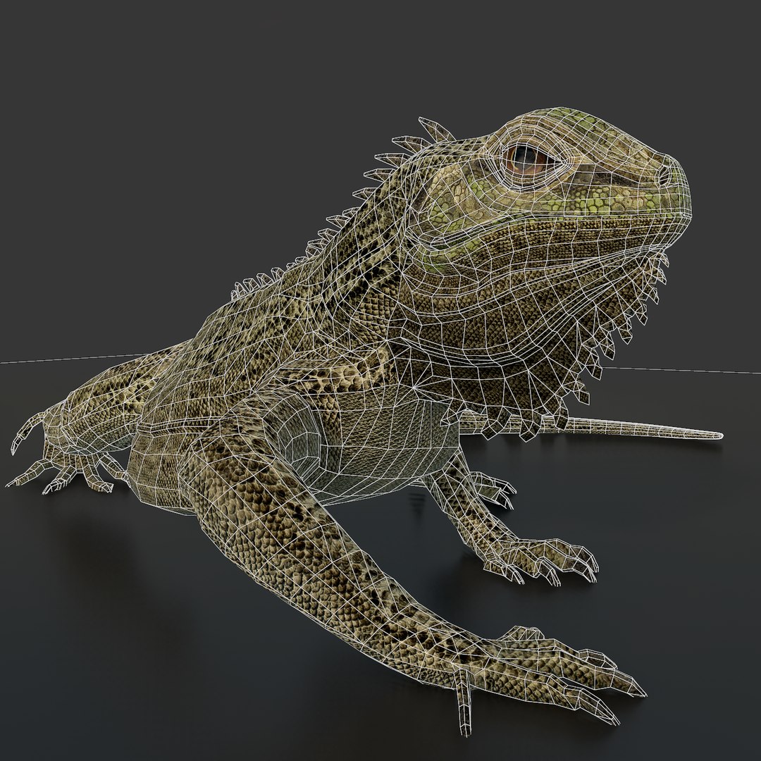 3d iguana rig animation model