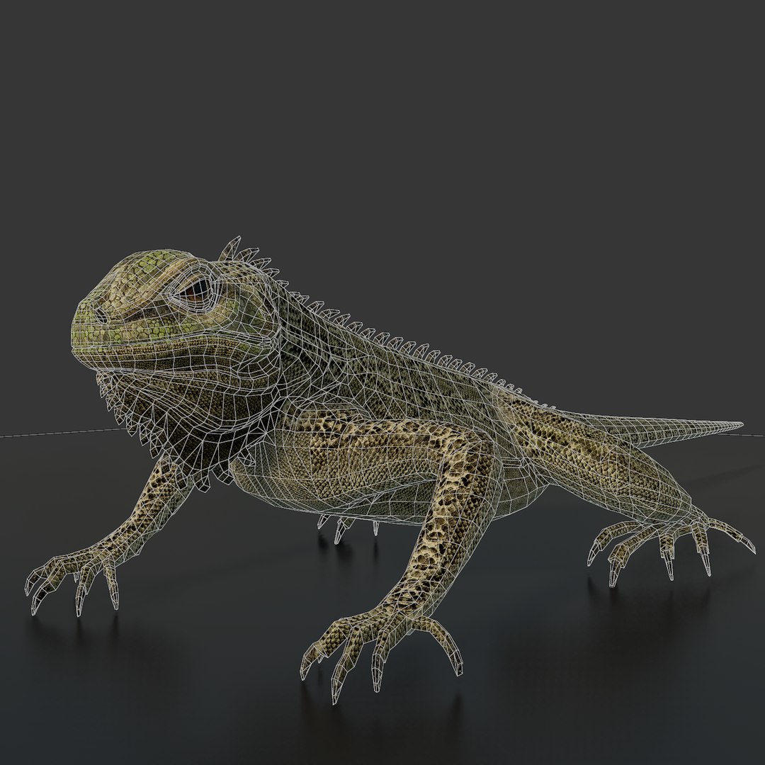 3d iguana rig animation model