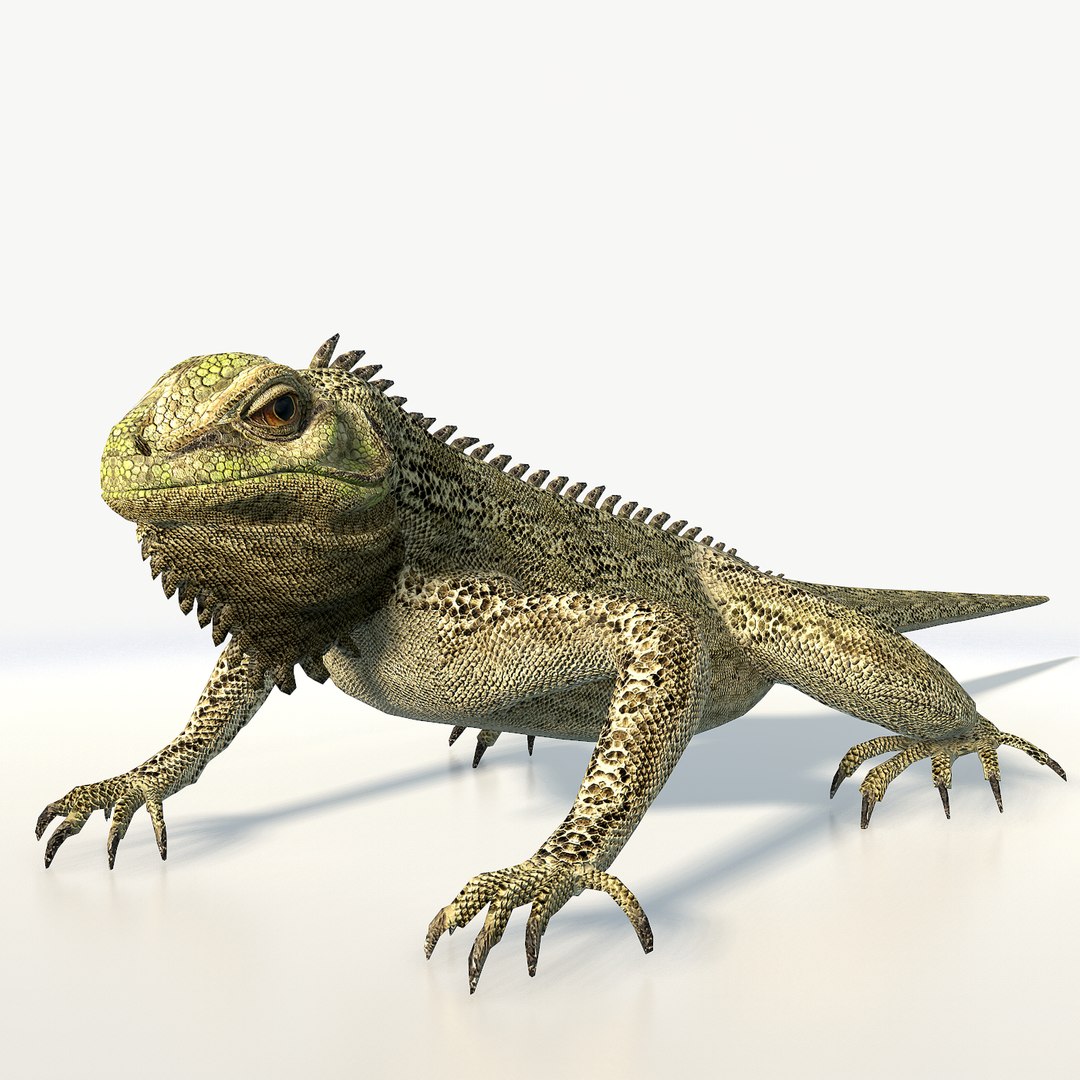 3d iguana rig animation model