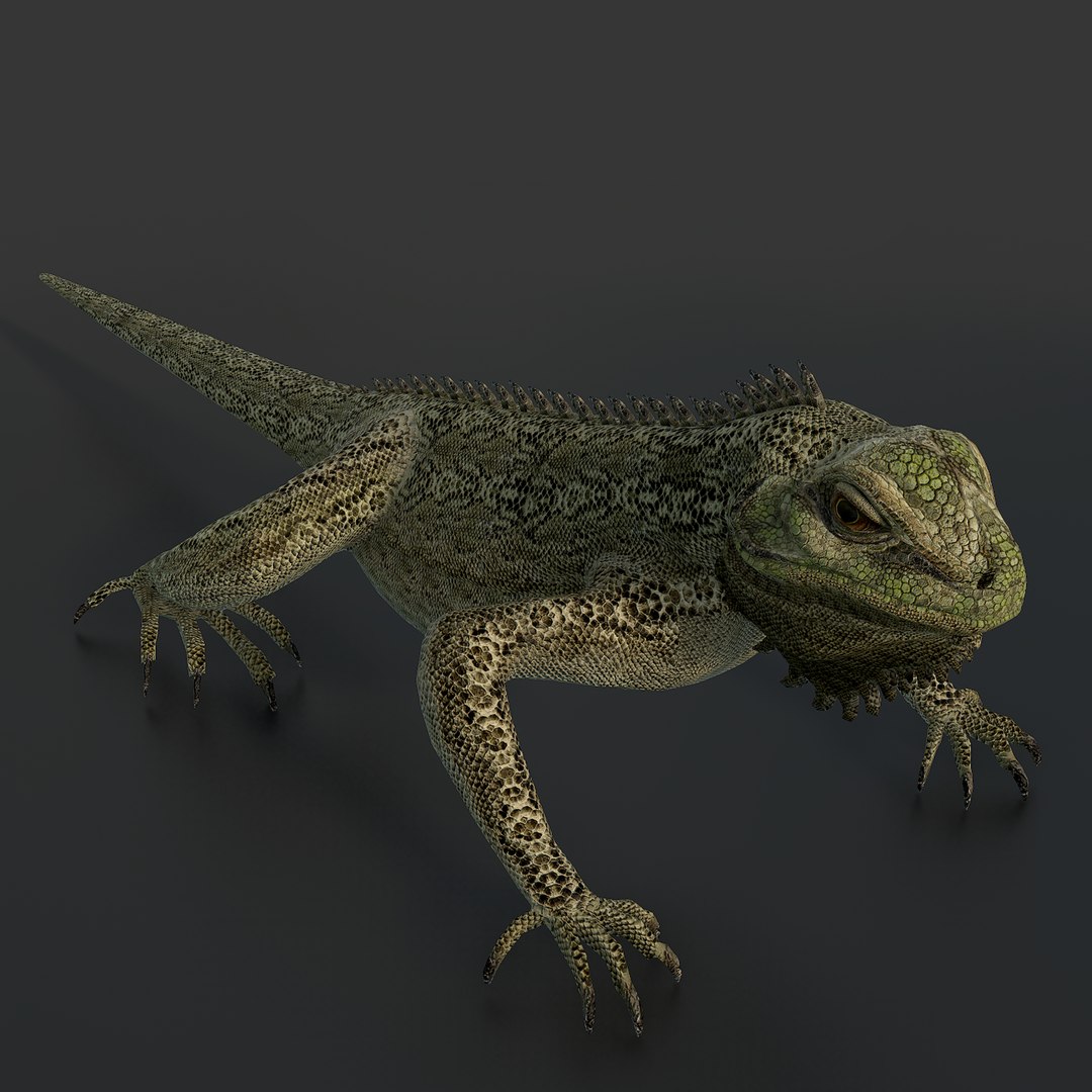 3d iguana rig animation model