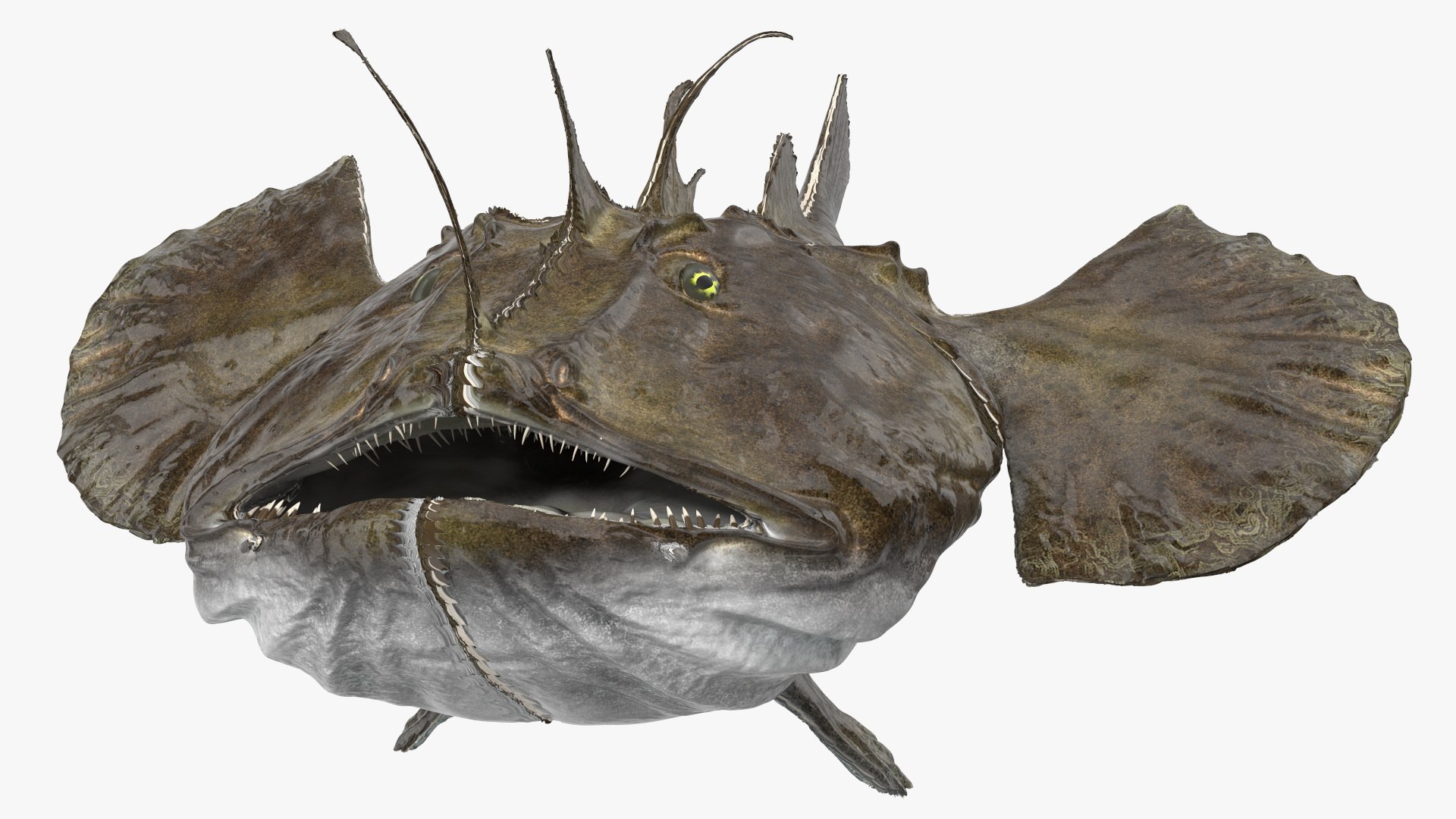 Angler Rigged For Cinema 4D 3D Model - TurboSquid 2348857