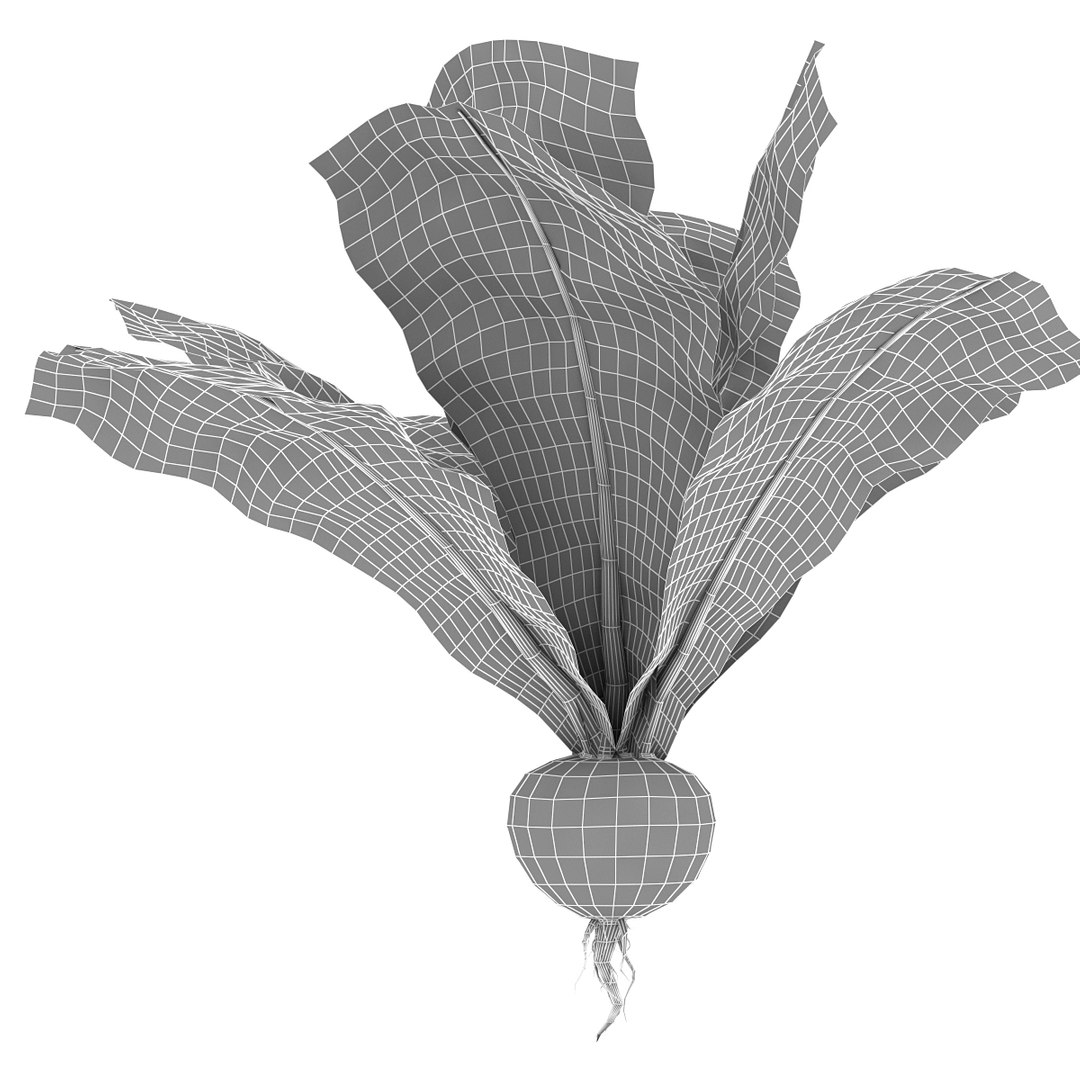 turnip vegetable modeled 3d max