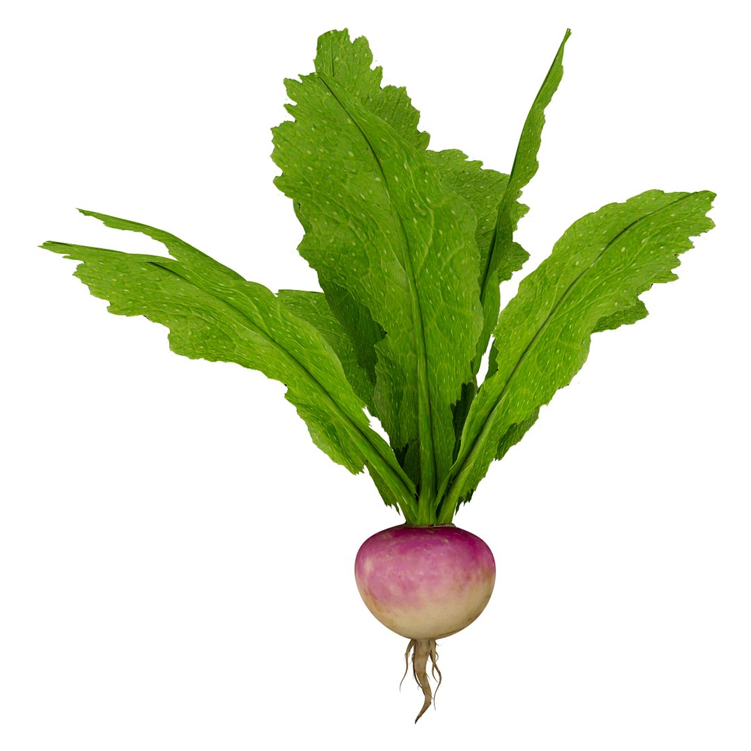 turnip vegetable modeled 3d max