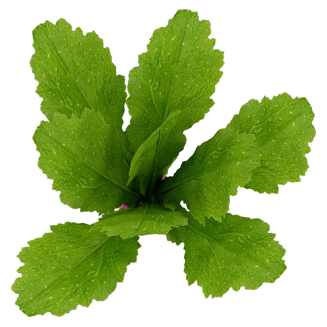 turnip vegetable modeled 3d max