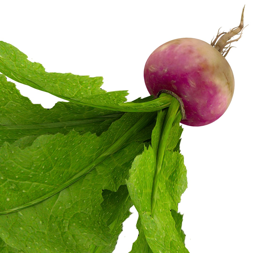 turnip vegetable modeled 3d max