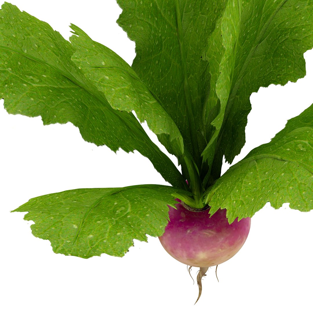 turnip vegetable modeled 3d max