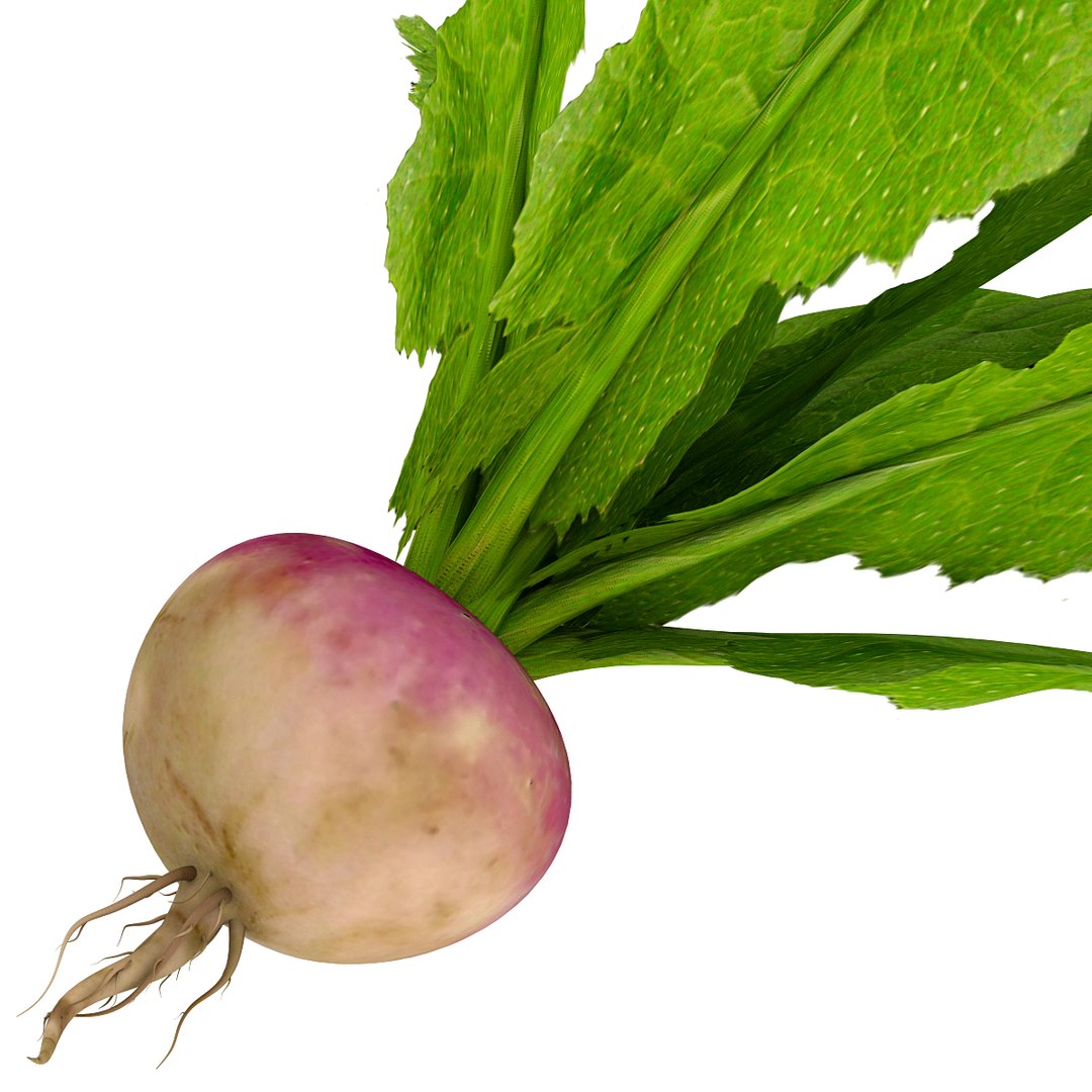 turnip vegetable modeled 3d max
