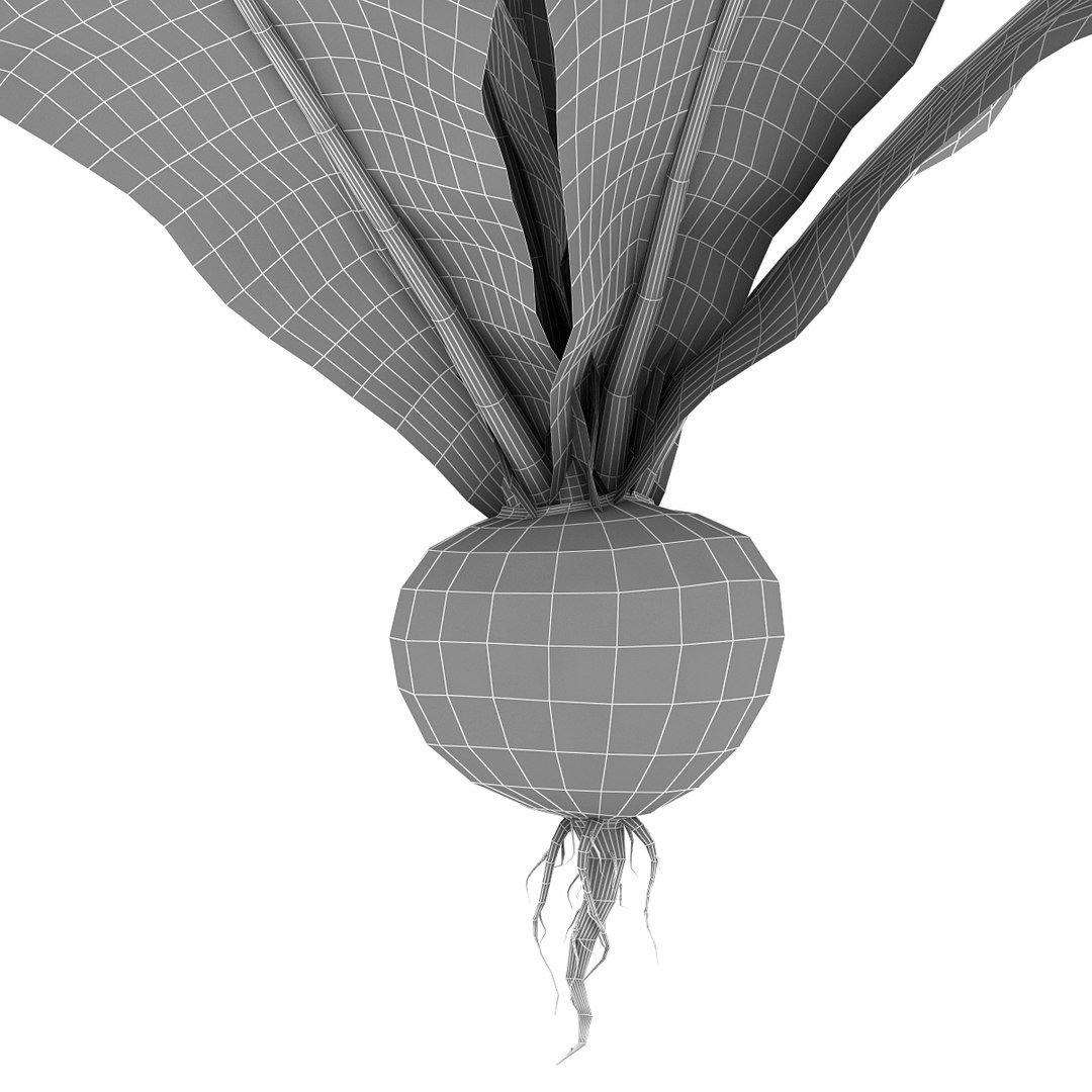 turnip vegetable modeled 3d max